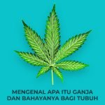 Mengenal Apa itu Ganja dan Bahayanya Bagi Tubuh - Ashefa Griya Pusaka