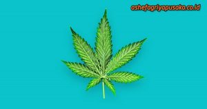 Mengenal Apa itu Ganja dan Bahayanya Bagi Tubuh - Ashefa Griya Pusaka